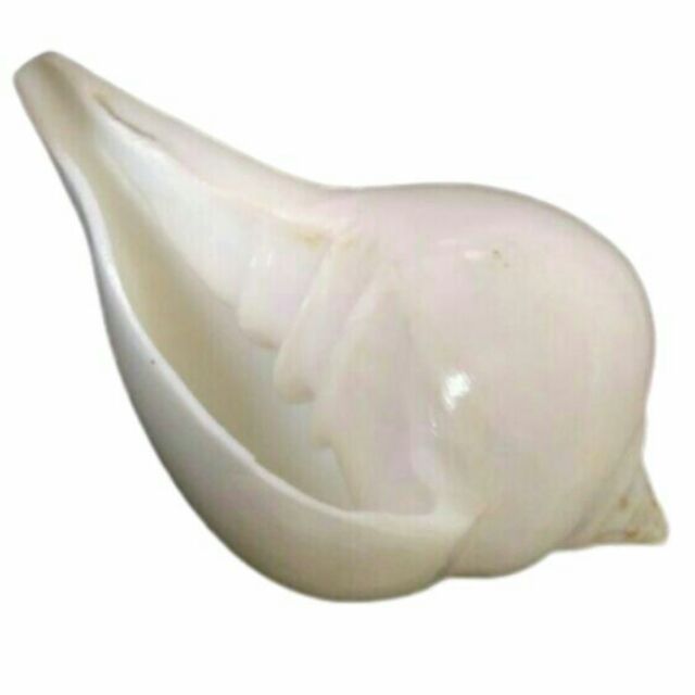 Original & Natural Paal Sangu/Shankh For Pooja | Lazada