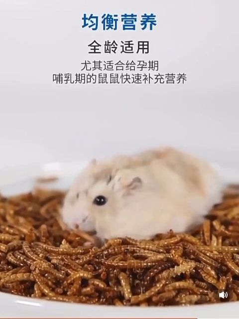 Bucatstate Dried mealworm 1500ml Hamster Worm Reptile Dried Mealworm ...