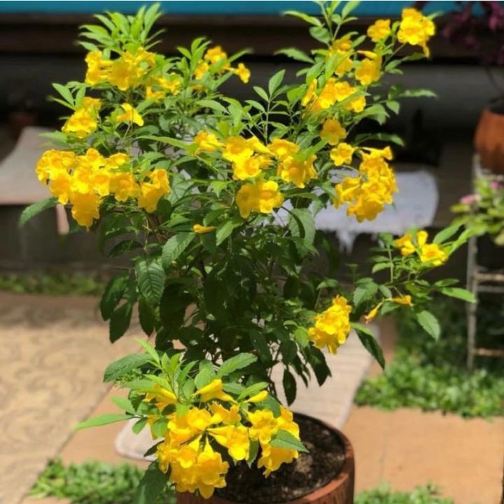 Tanaman hias bunga tecomaria kuning tinggi 1 meter bunga tekomaria 1 ...