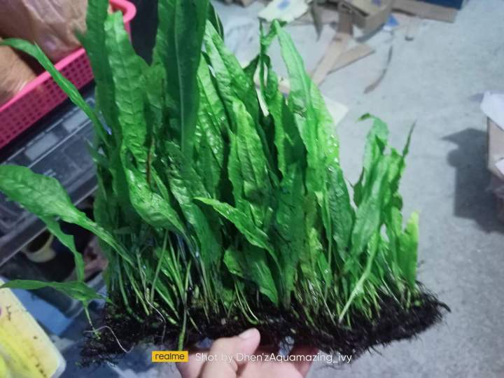 java fern big aquatic plants | Lazada PH