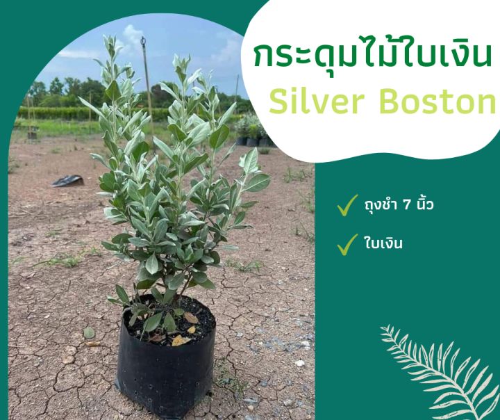 กระดุมไม้ใบเงิน Silver Boston Silver Leaved Buttonwood สูง 50-60 cm ...