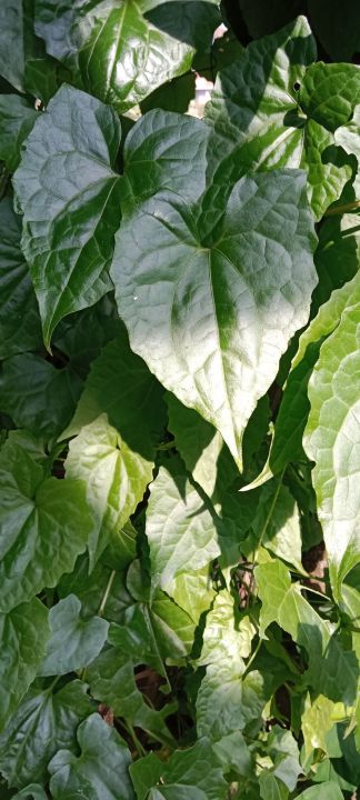 daun sembung rambat atau daun balakacida segar langsung petik 1kg ...