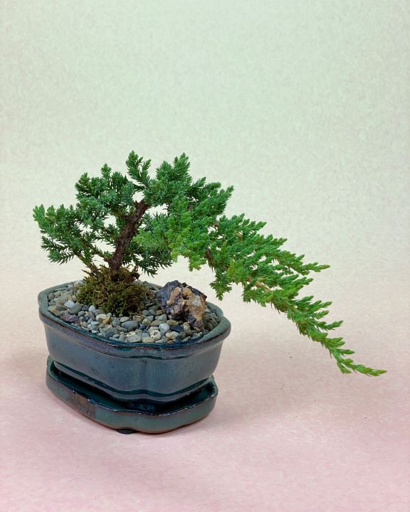 Juniper Horizontaliz Cypress Japanese Bonsai Luzon Buyers Lang po ...