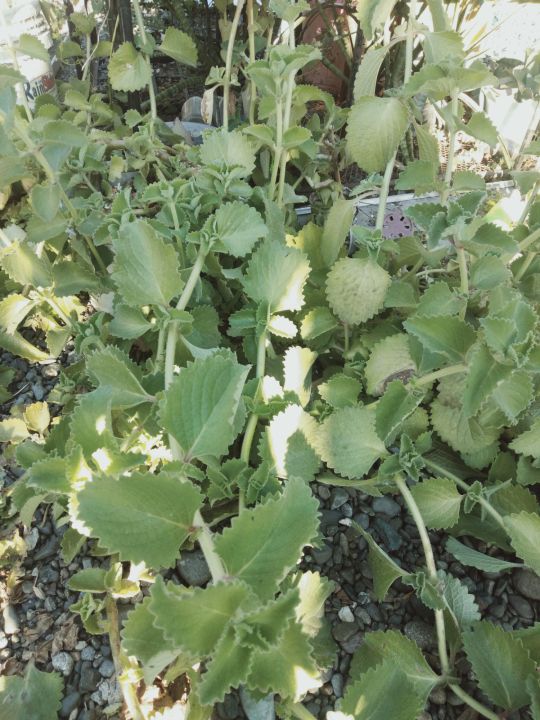 oregano leaves | Lazada PH