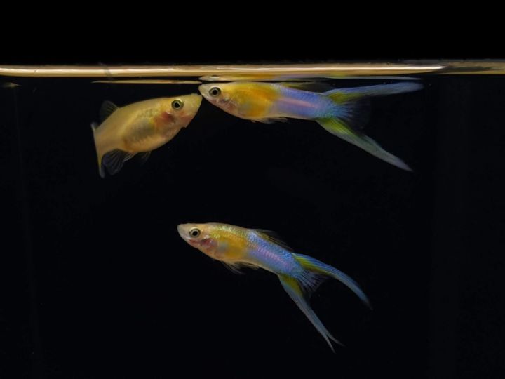 (Pair) Blonde Japan Blue Double Sword Guppy / Endler / Fish | Lazada