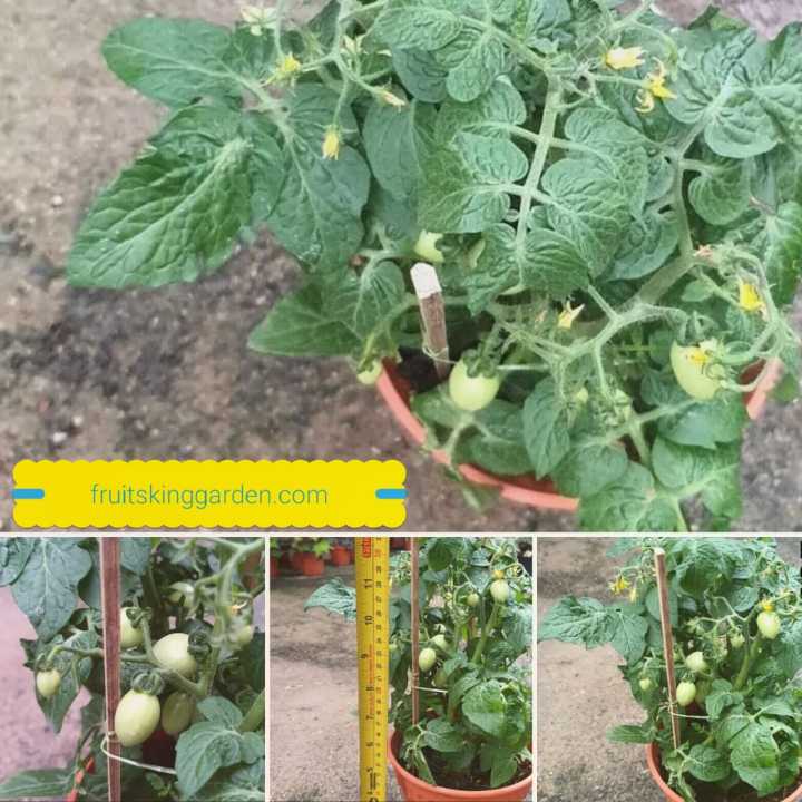Anak Pokok ceri Tomato / Anak Pokok Cherry Tomato | Lazada
