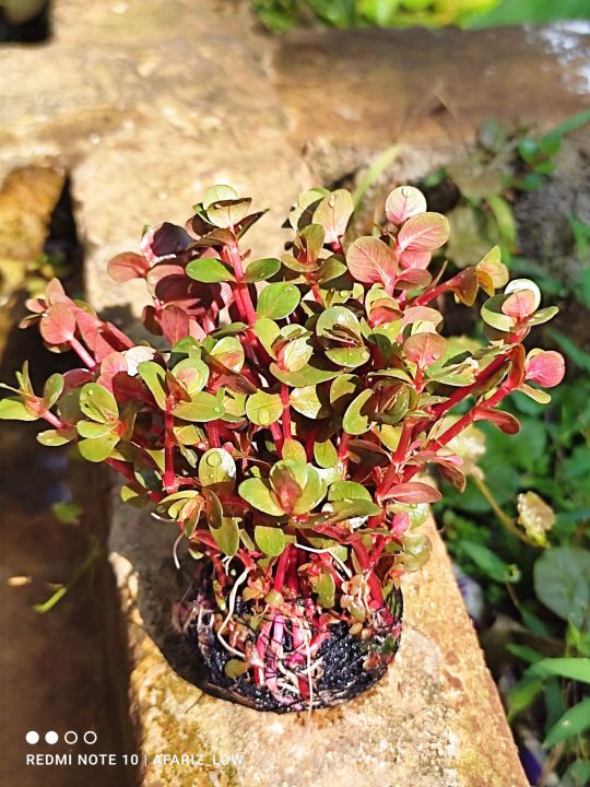 Rotala blood red media wabikusa tanaman aquascape | Lazada Indonesia