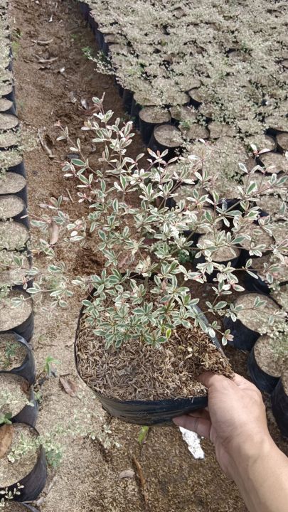 AFRICAN TALISAY VARIEGATED LIVE Hot Sale!!! (BUY 2 PLUS 1) Live Plant ...