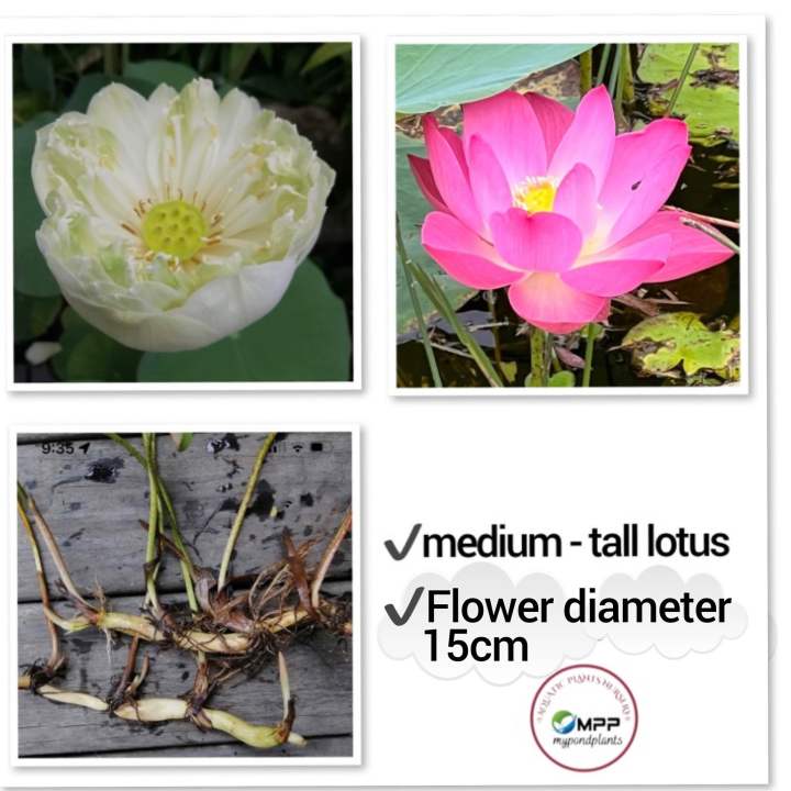 Lotus Medium to tall size tuber runner Aquatic Flowering live plant ...