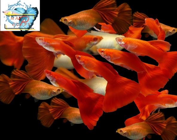 (MAD Guppy) Albino Full Red AFR Guppy Fish Guppy Pair High Grade AAA ...