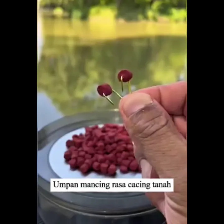 Umpan pancing pellet rasa cacing tanah, Umpan untuk ikan mas, ikan mas ...