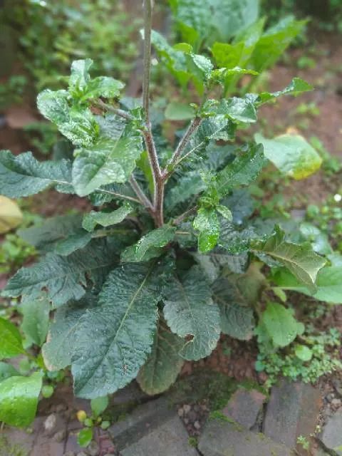 tanaman tapak liman | Lazada Indonesia