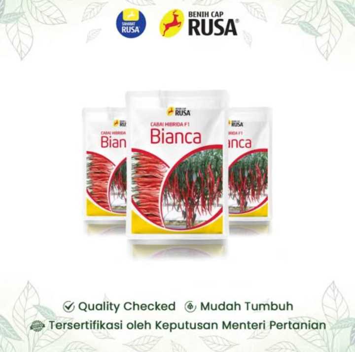 BENIH CABE BIANCA CAP RUSA F1 +/- 2000 butir | Lazada Indonesia