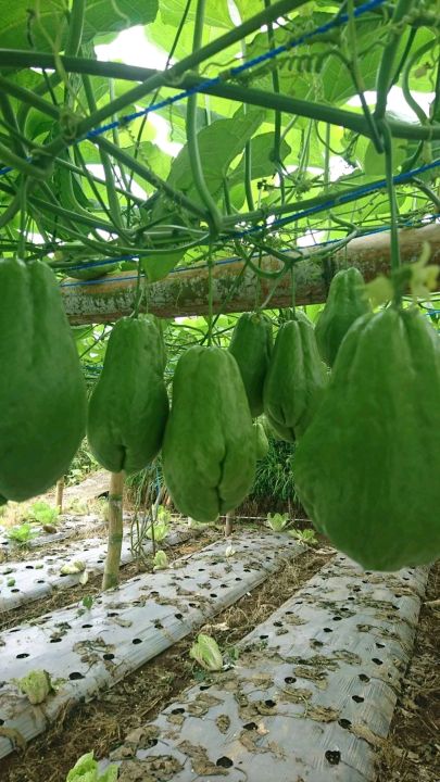 Bibit labu siam super / labu jepang / waluh siem / labu siam anggur ...