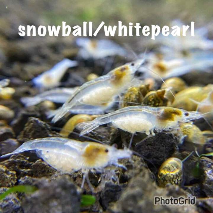 10ekor snowball neocaridina shrimp | Lazada