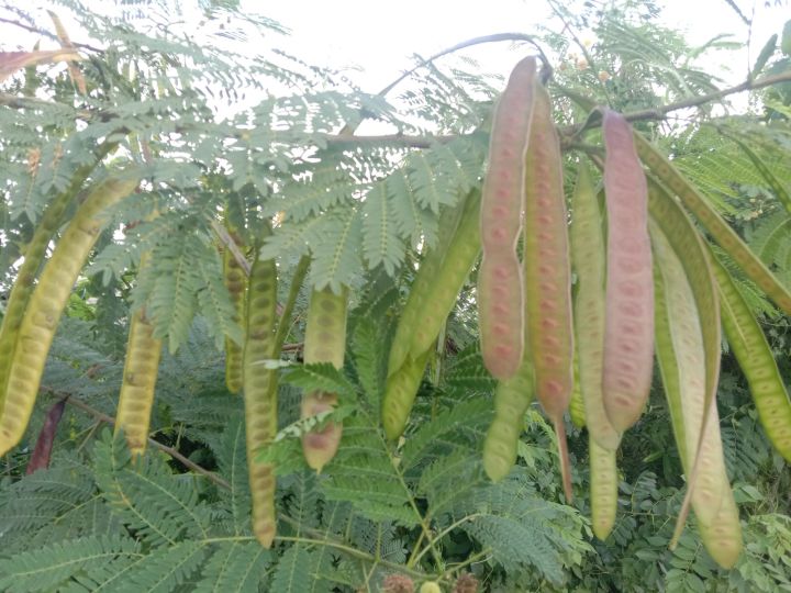 Ipil - ipil Seeds for Planting new harvest 200 pcs | Lazada PH