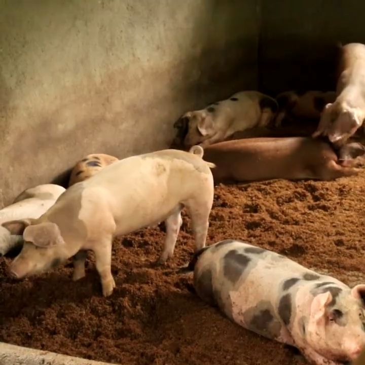 Envirolyte Ready to use Hypochlorous Acid 4L Pet Odor Eliminator ...