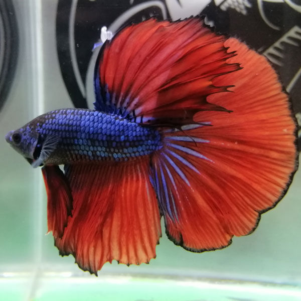 Betta Fighting Fish Halfmoon Delta Tail Random Colour | Lazada