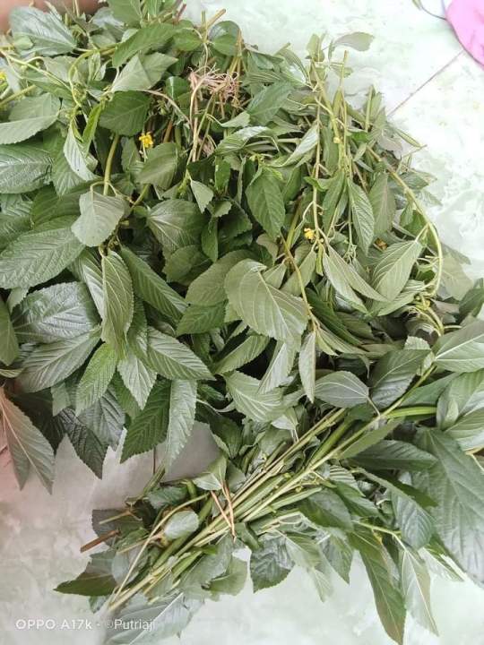 biji benih mulukiyah | Lazada Indonesia