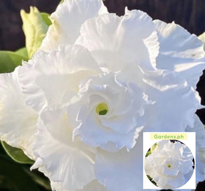 LEGIT Adenium Rare Dessert Pure white Seeds Tropical flowers ...