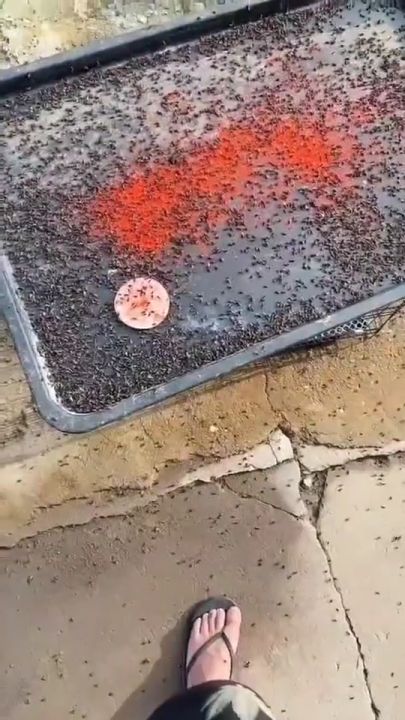 J® Effective Powder Fly Killer Bait Fly Killing Bait Powder flies trap ...