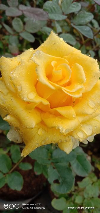 bunga mawar kuning emas/gold | Lazada Indonesia