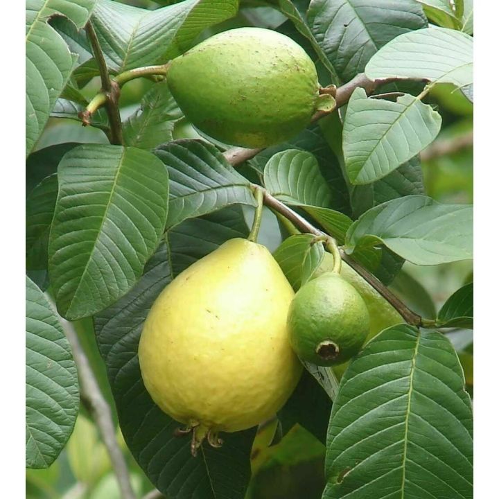 Guava Soft Plant Seed Native American Guava Local Southeast Asia Fruit ...
