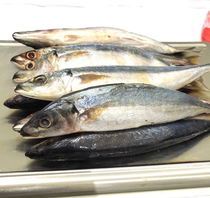 ikan kembung layang Frozen | Lazada Indonesia