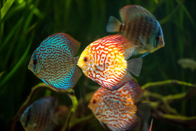ASSORTED DISCUS FISH/RANDOM PICK/LIVE FISH /IKAN HIASAN /ORNAMENTAL ...