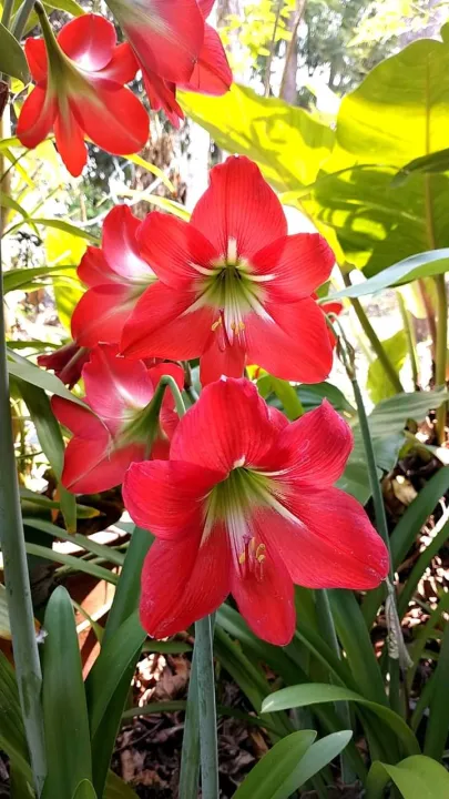 ว่านสี่ทิศสีแดงสดพื้นบ้าน1หัวไม้ประดับไม้มงคล ️ ️ ️🌷🌷🌷 | Lazada.co.th