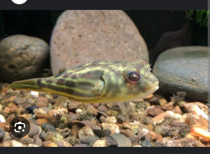 fahaka puffer. | Lazada
