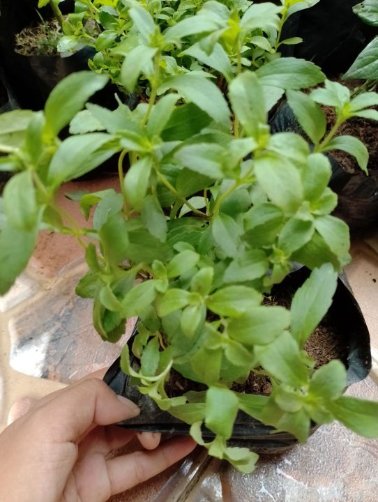 Stevia | Lazada PH