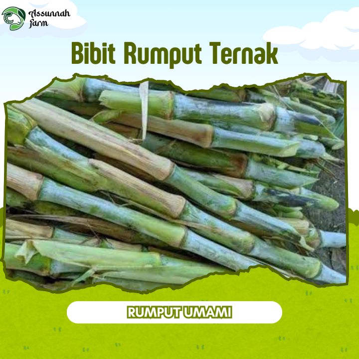 Bibit Tanaman Rumput Gamma Umami, Bibit Pakan Ternak 50 Stek | Lazada ...