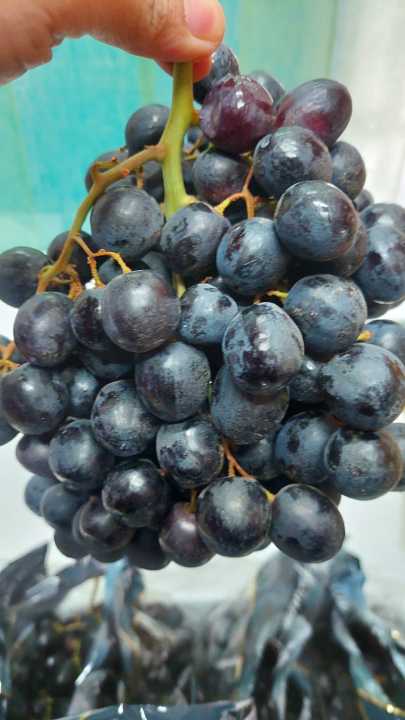 Buah anggur black sandrales non biji garing 1kg | Lazada Indonesia