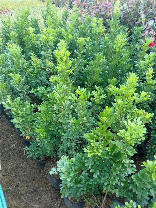 Cinamomo for fence | Lazada PH