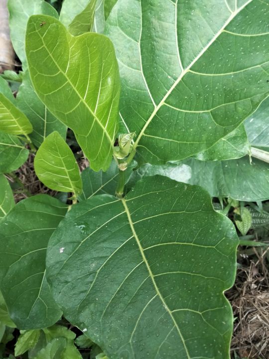 Daun Awar-Awar Obat herbal /250 gram | Lazada Indonesia