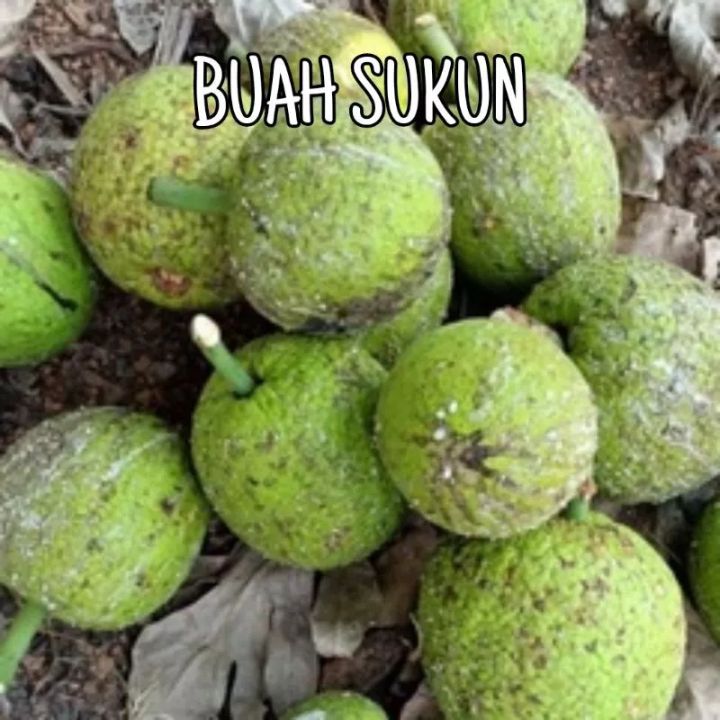 Buah sukun breadfruit 1 biji saiz M | Lazada