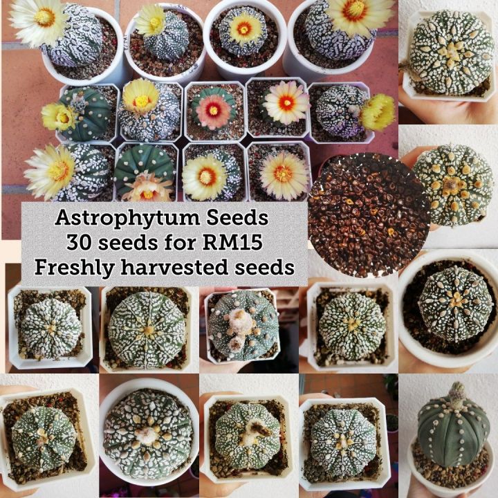 Astrophytum Seeds 兜种子 | Lazada