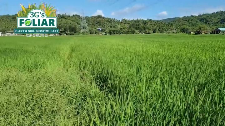 3Gs FOLIAR - ALL IN ONE SUPER FOLIAR BIO ORGANIC LIQUID FERTILIZER ...