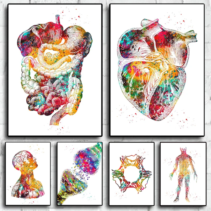 Clinic Hospital Wall Art Decor Picture Organ Skeleton Muscle System ...