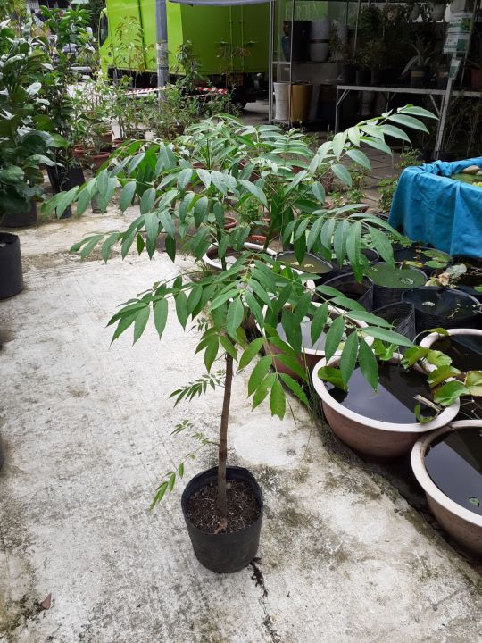 Balonglong tree/ Kedongdong /Spondias dulcis fruit tree | Lazada Singapore