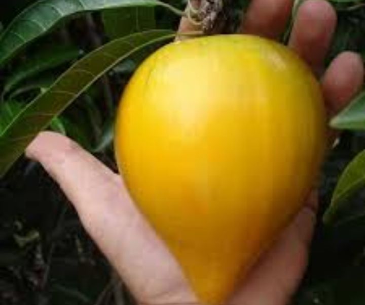 benih atau pokok buah kuning telur atau canistel, buah rare | Lazada