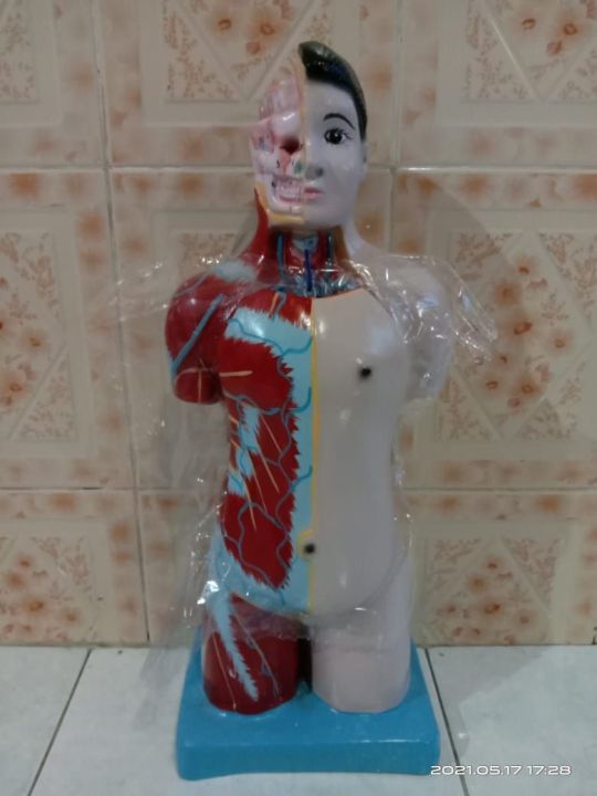 torso manusia setengah badan laki-laki ukuran 50cm alat peraga ...