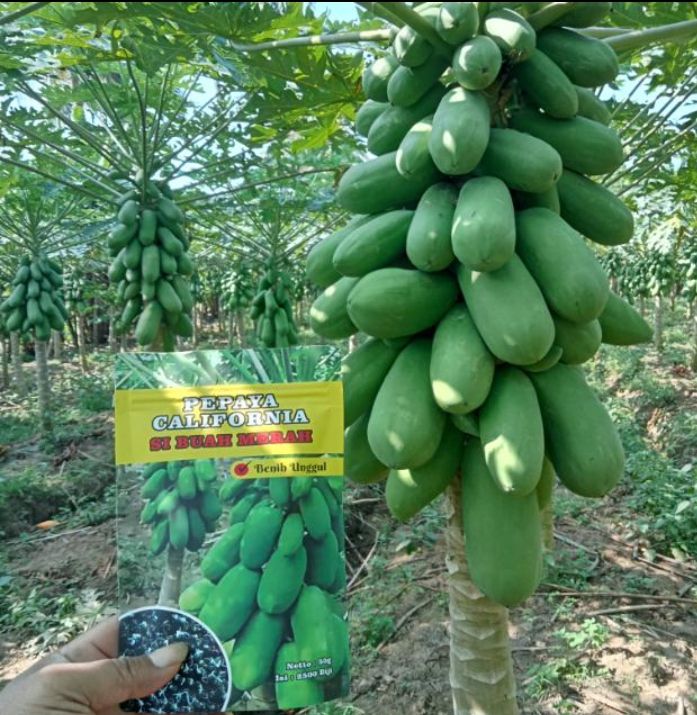 bibit pepaya california, si buah merah, varietas unggul kemasan 50g isi ...