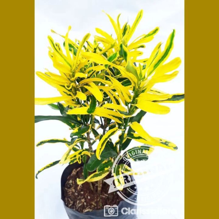 Tananan hias puring bor kuning - Tanaman hias hidup | Lazada Indonesia