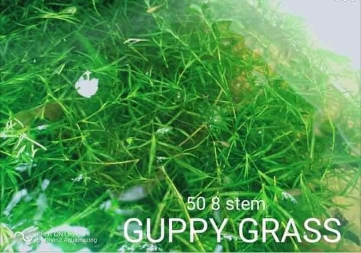 guppy grass 15 stem | Lazada PH