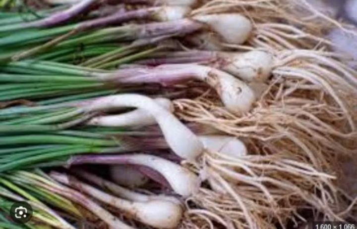 bawang lengkio bawang kucay seger 1kg | Lazada Indonesia