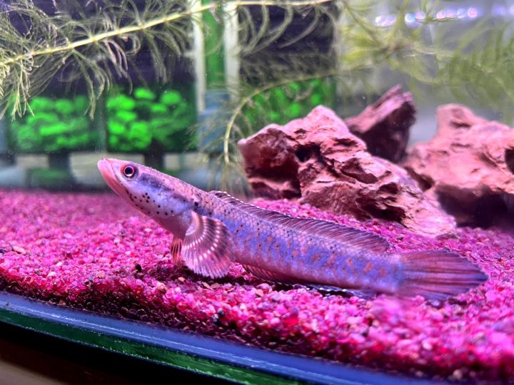 Channa Orcha ikan hiasan akuarium 3inci (Pellet trained) snakehead fish ...
