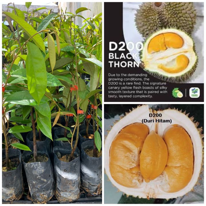 Anak pokok durian D200 / durian duri hitam | Lazada