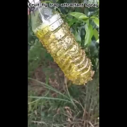 Fruit Fly Trap Attractant Spray 450ML – Supernet Insect Trap, Rainproof ...